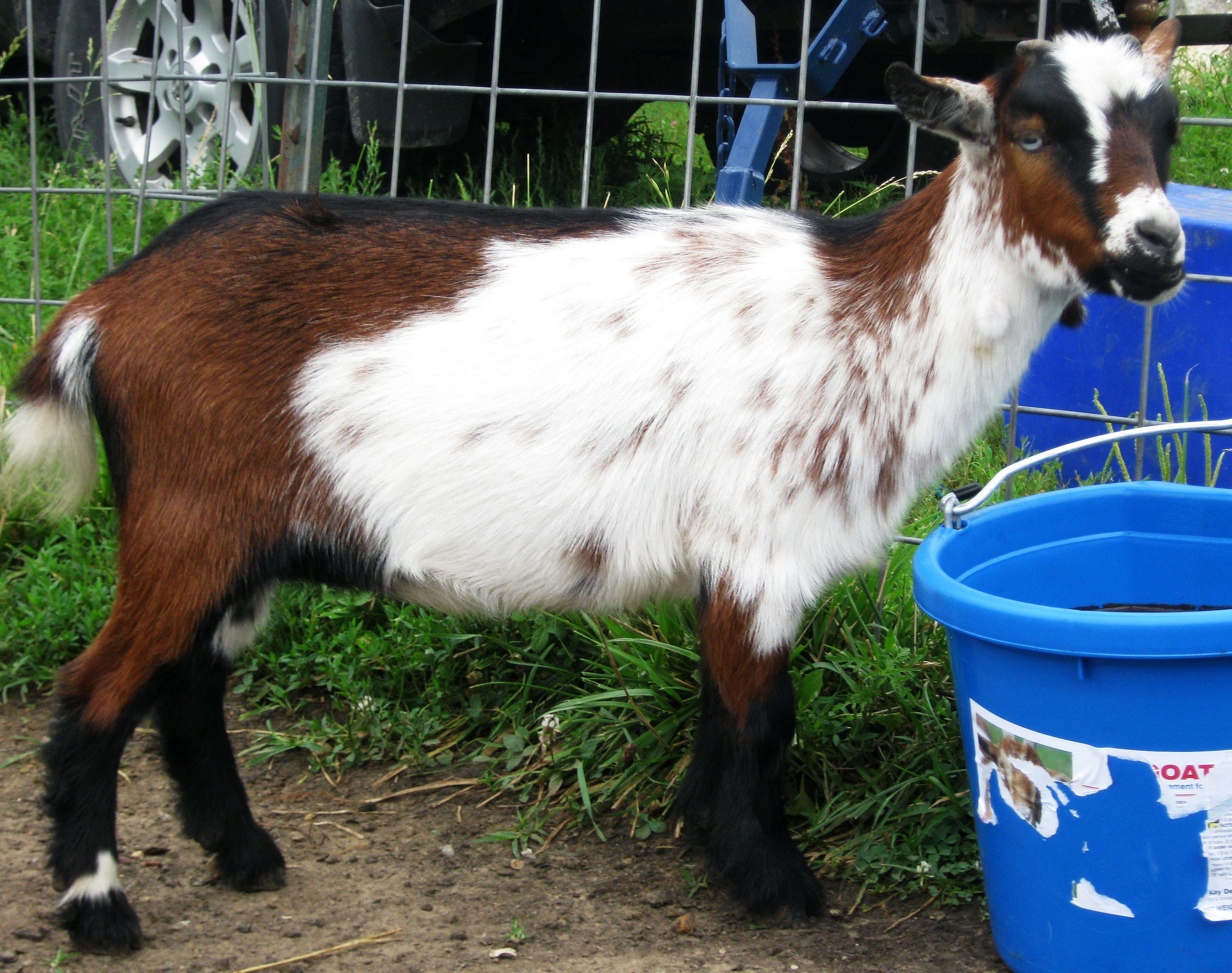 Registered Nigerian Dwarf Goats - Does